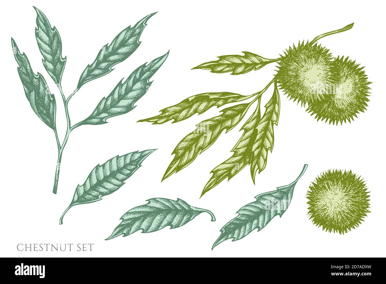 Vector set of hand drawn pastel chestnut Stock Vector Image & Art - Alamy