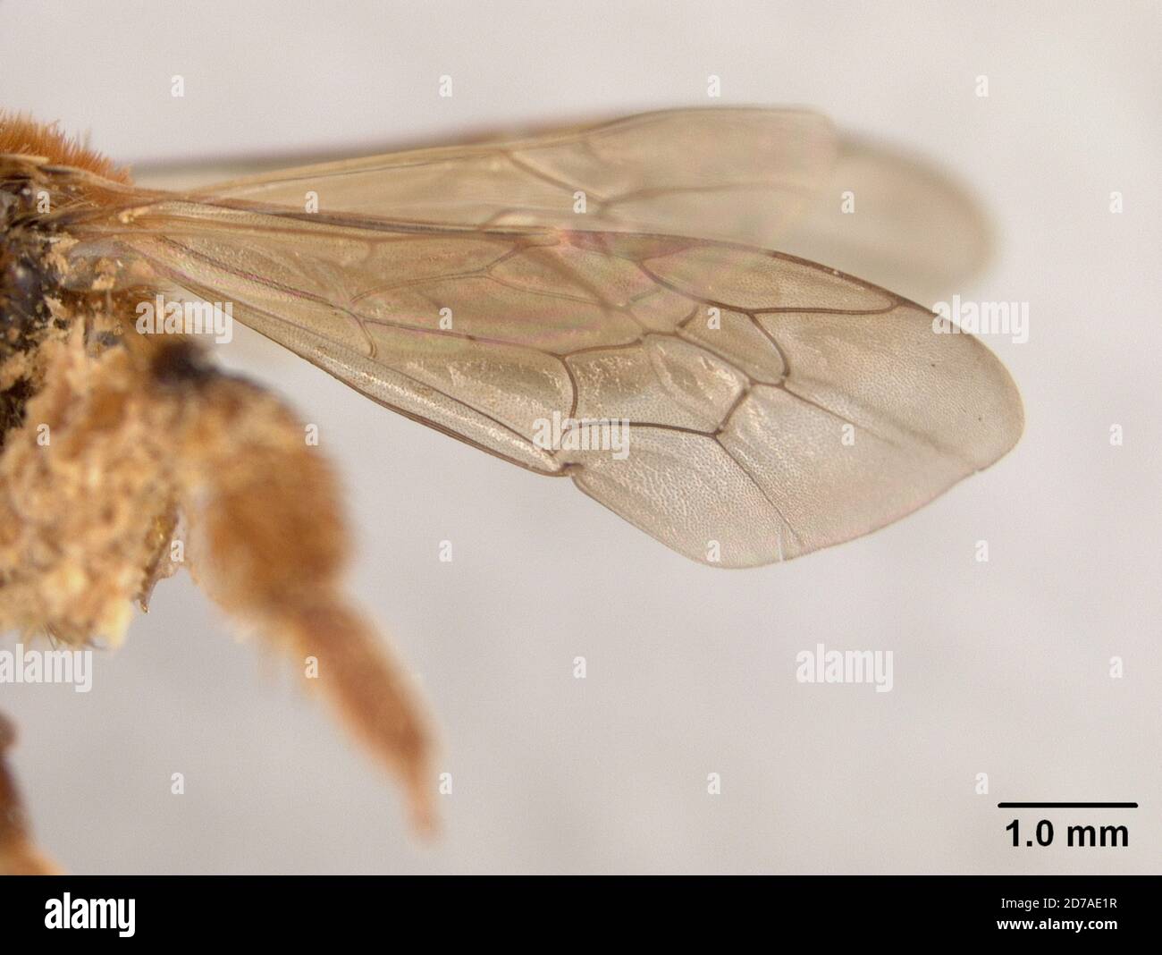 Andrena zachroa cockerell hi-res stock photography and images - Alamy