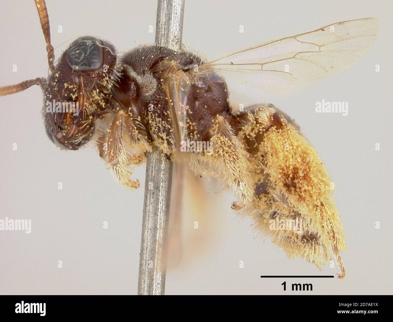 Panurginus pectiphilus cockerell hi-res stock photography and images ...