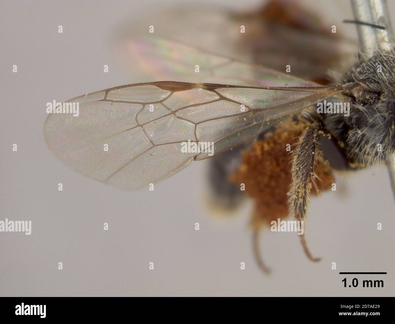 Panurginus cressoniellus calochorti cockerell hi-res stock photography ...