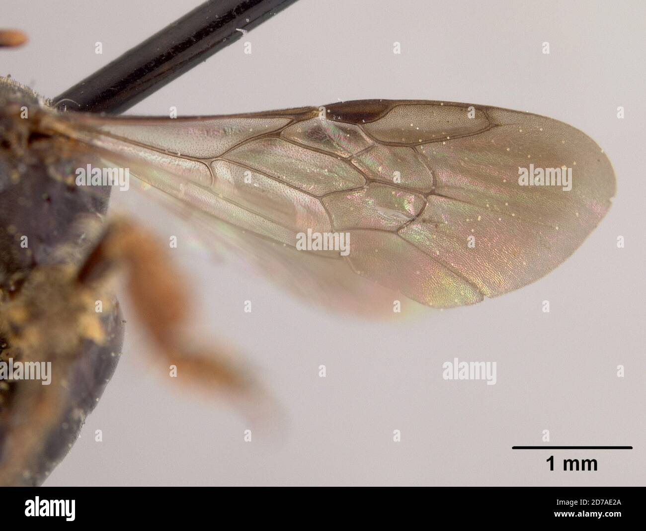 Pinned, Zamorano, Francisco Morazan, Honduras, Heterosarus ...