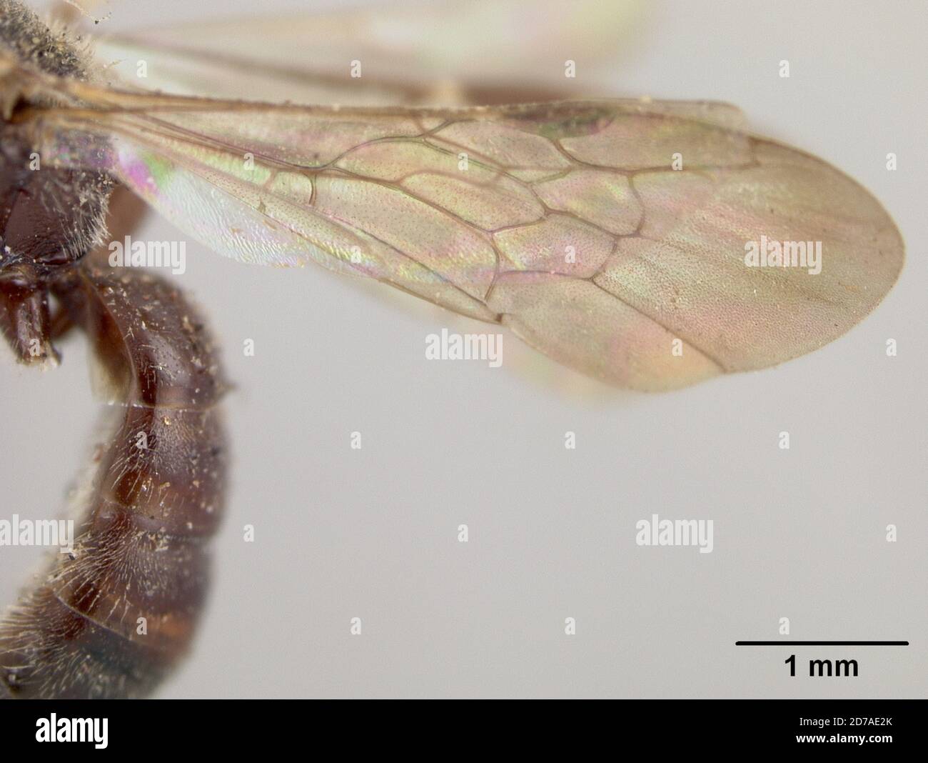 Panurginus barberi cockerell hi-res stock photography and images - Alamy