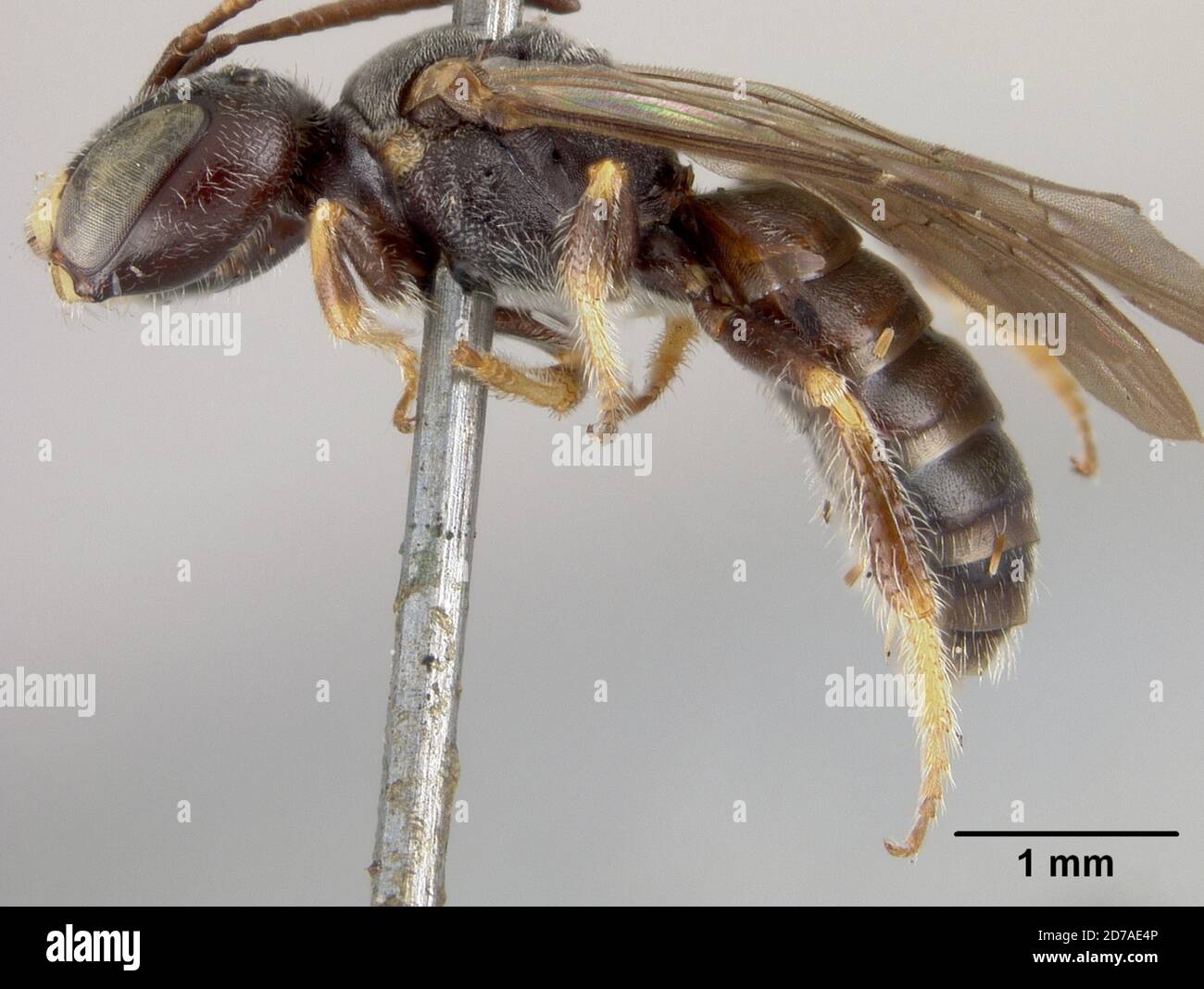 Panurginus virginicus cockerell hi-res stock photography and images - Alamy