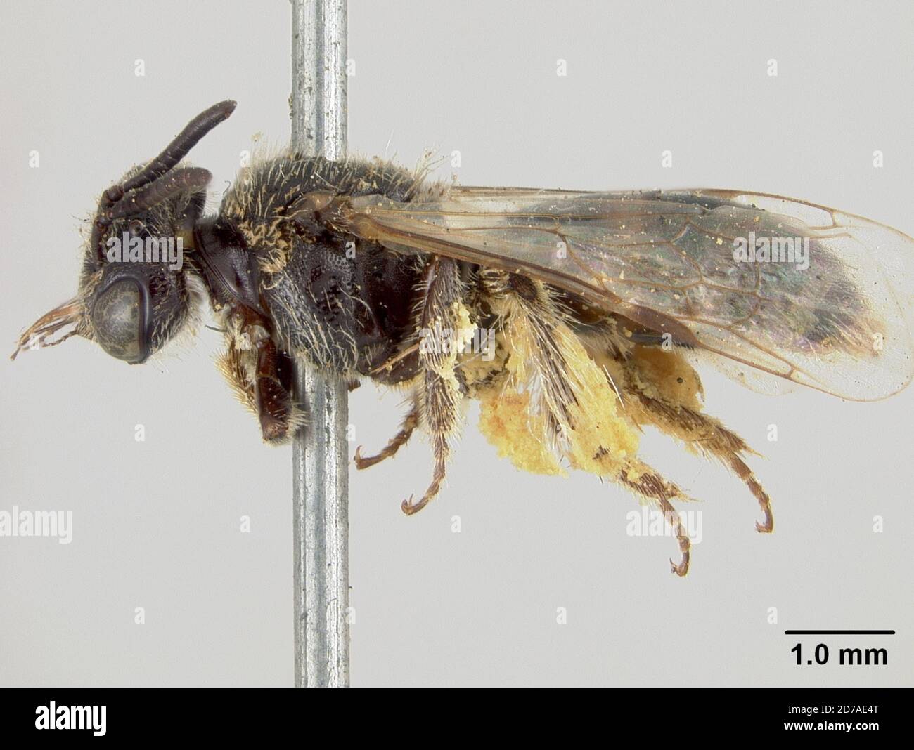Panurginus nitescens cockerell hi-res stock photography and images - Alamy