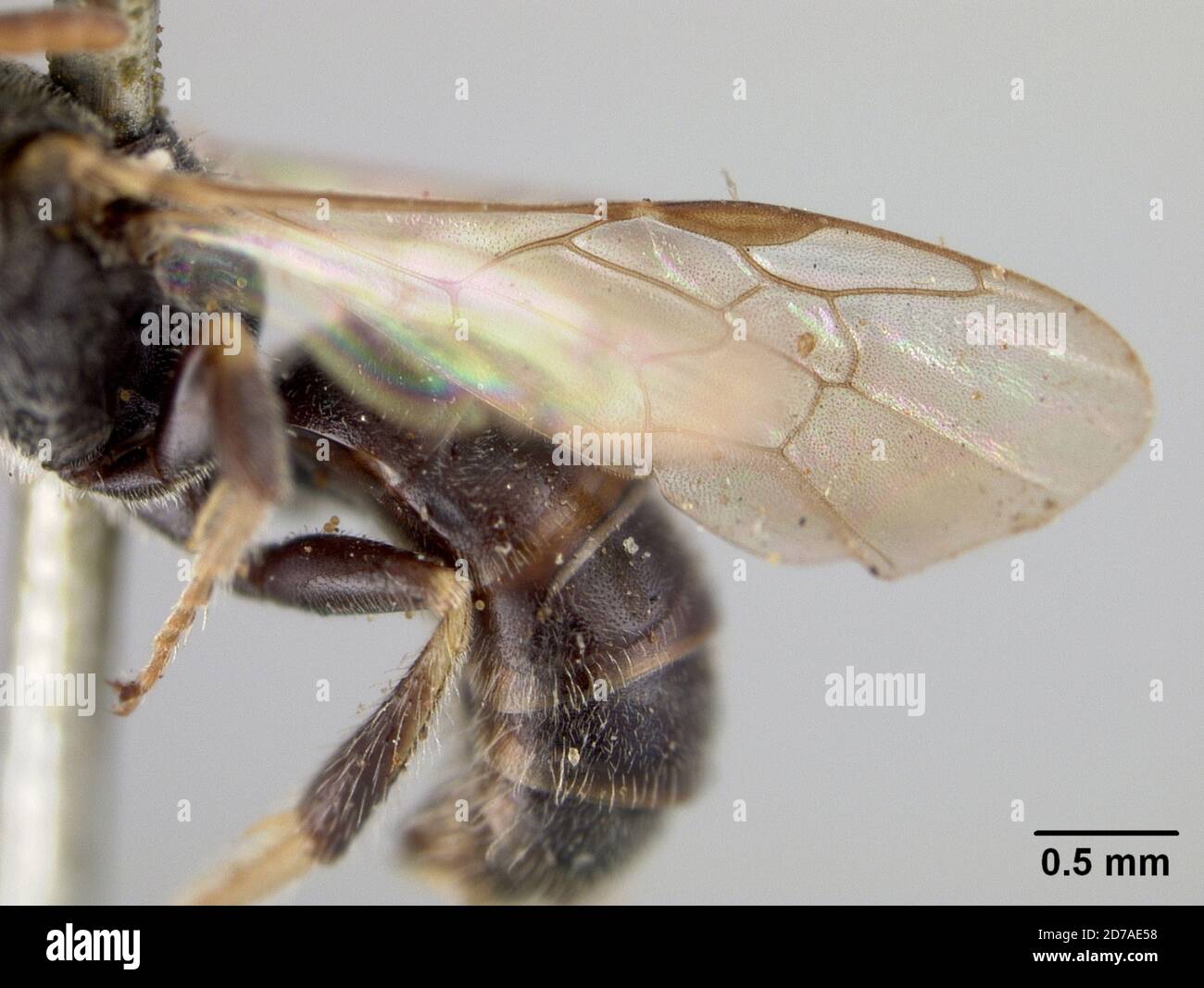 Panurginus vagabundus cockerell hi-res stock photography and images - Alamy