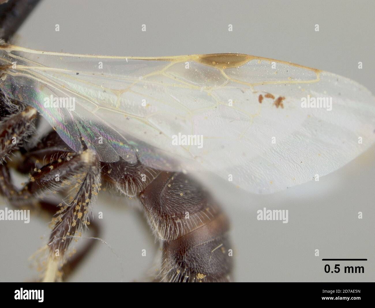Panurginus leucopterus cockerell hi-res stock photography and images ...
