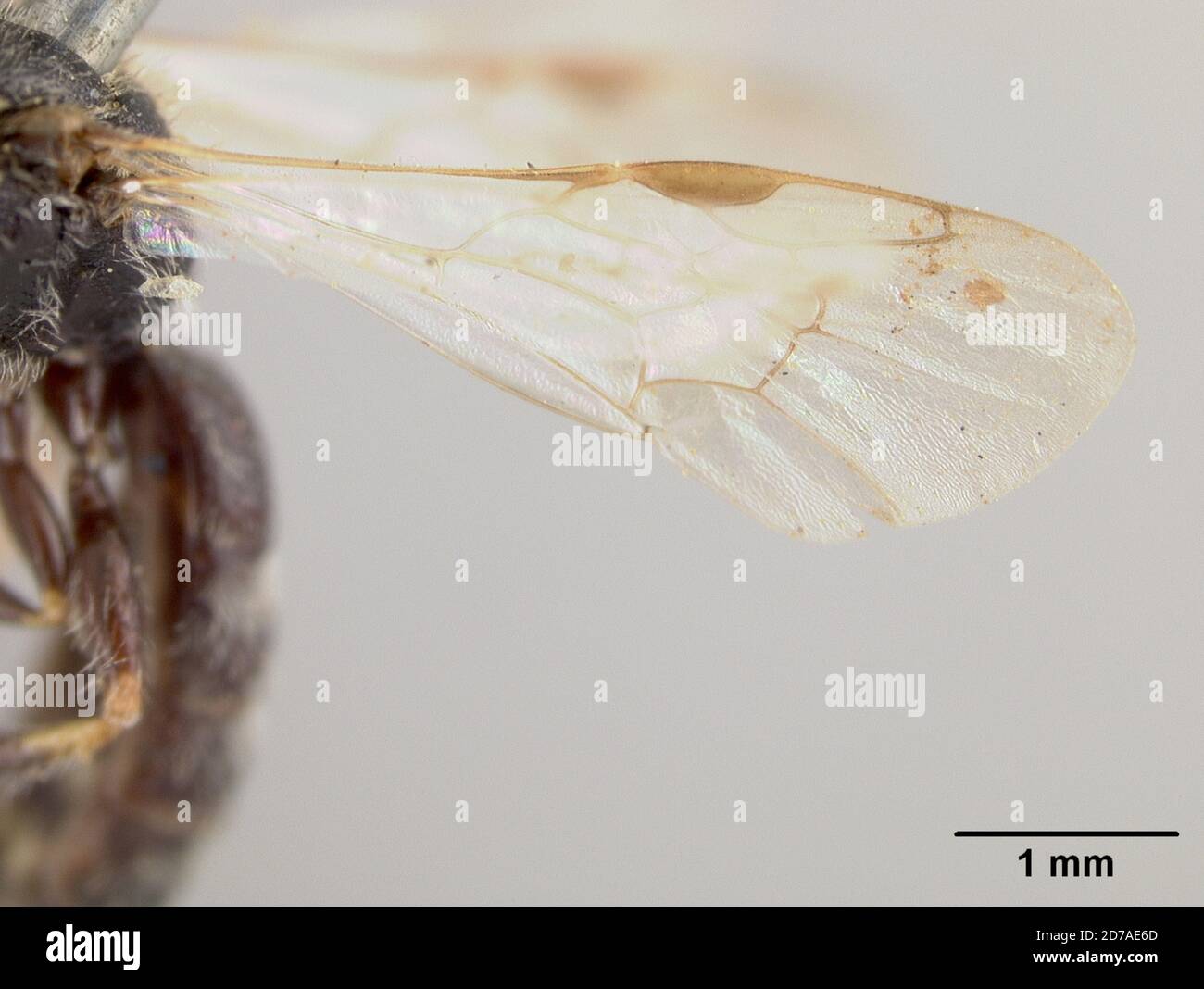 Pinned, Santa Fe, New Mexico, United States, Calliopsis boylei ...