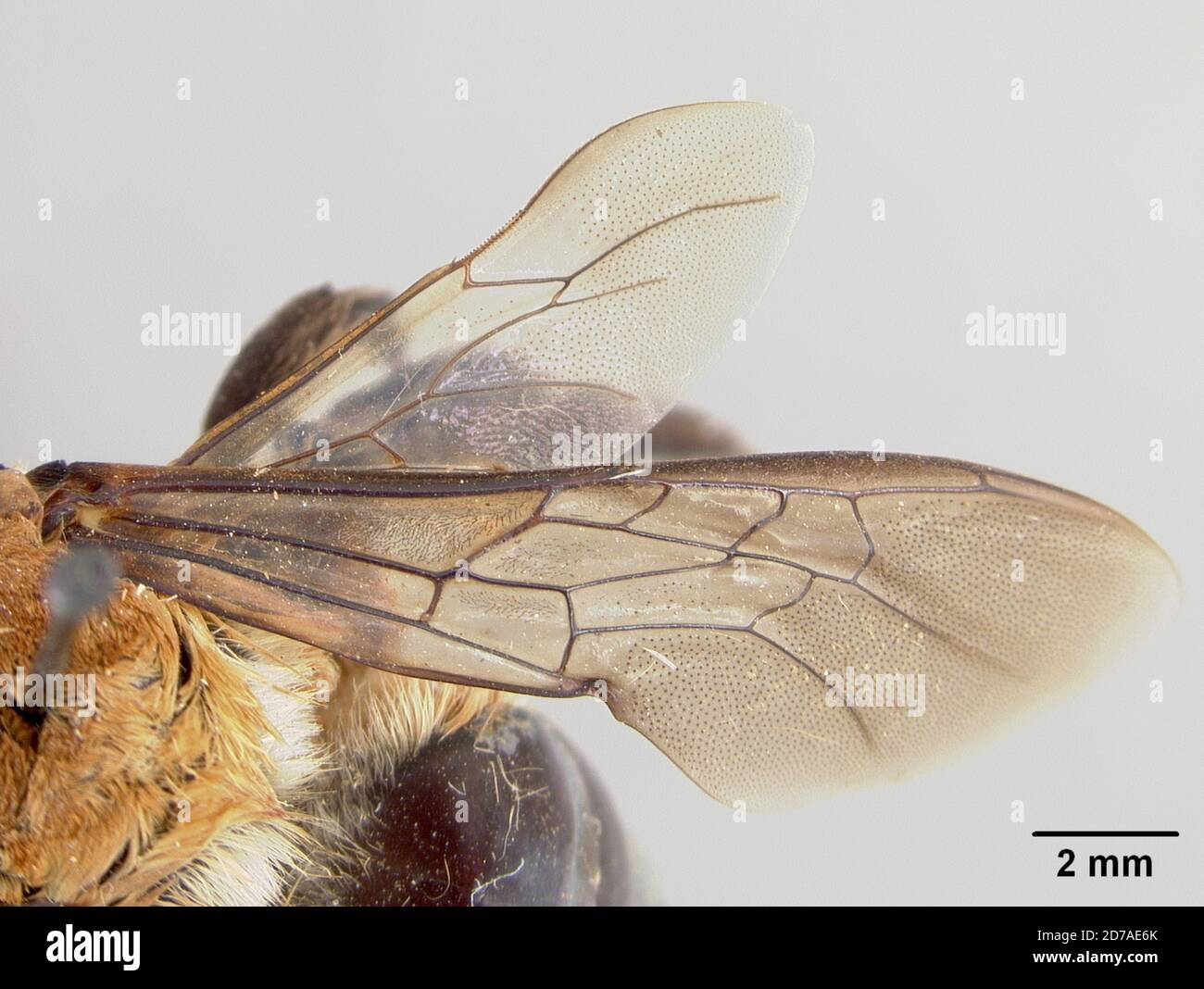 Oxaeidae hi-res stock photography and images - Alamy
