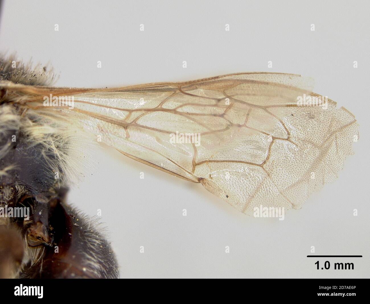 Melitta High Resolution Stock Photography and Images - Alamy