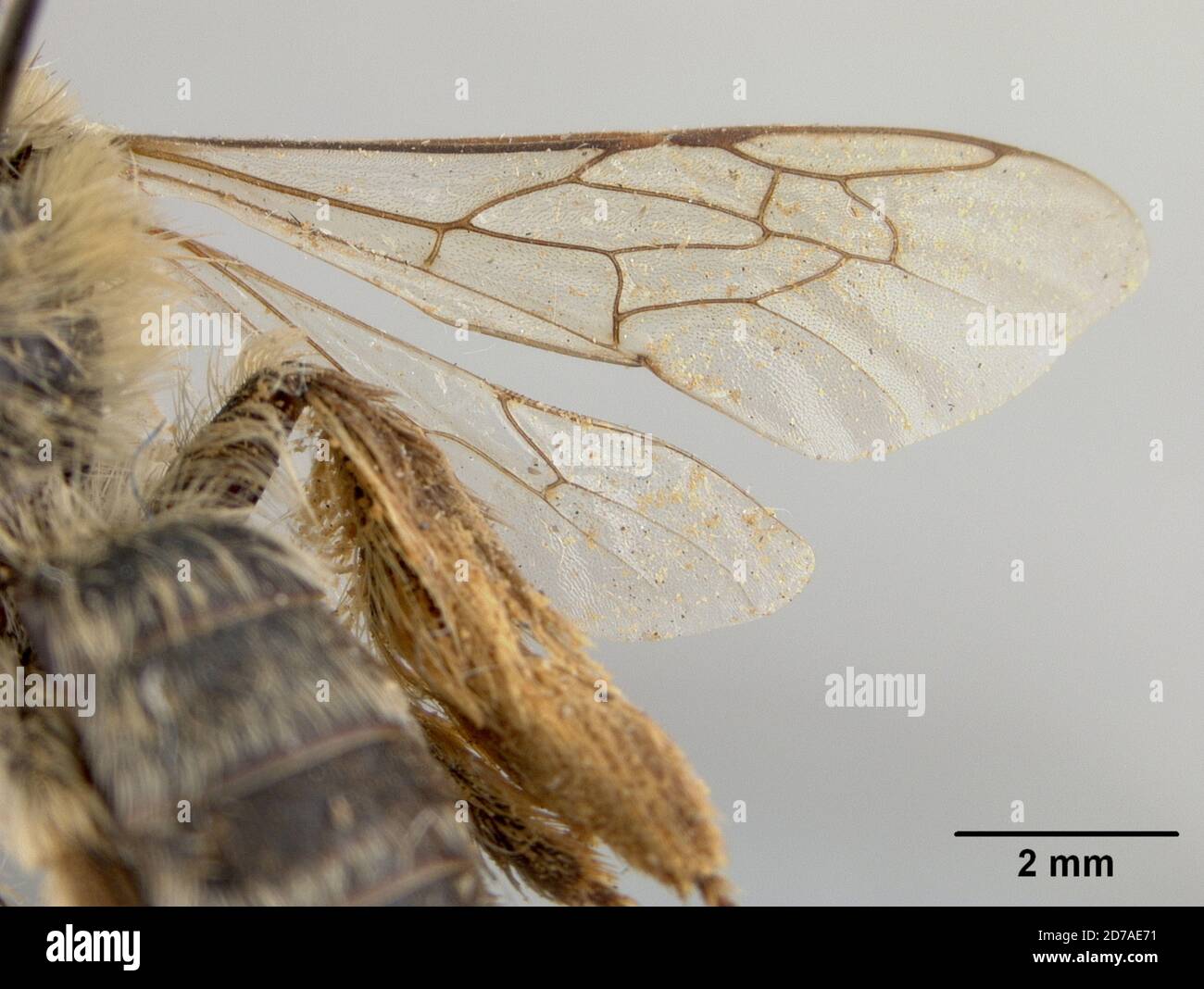 Pinned, Japan, Mitsukuri, Japan, Dasypoda japonica Cockerell, 1911 ...