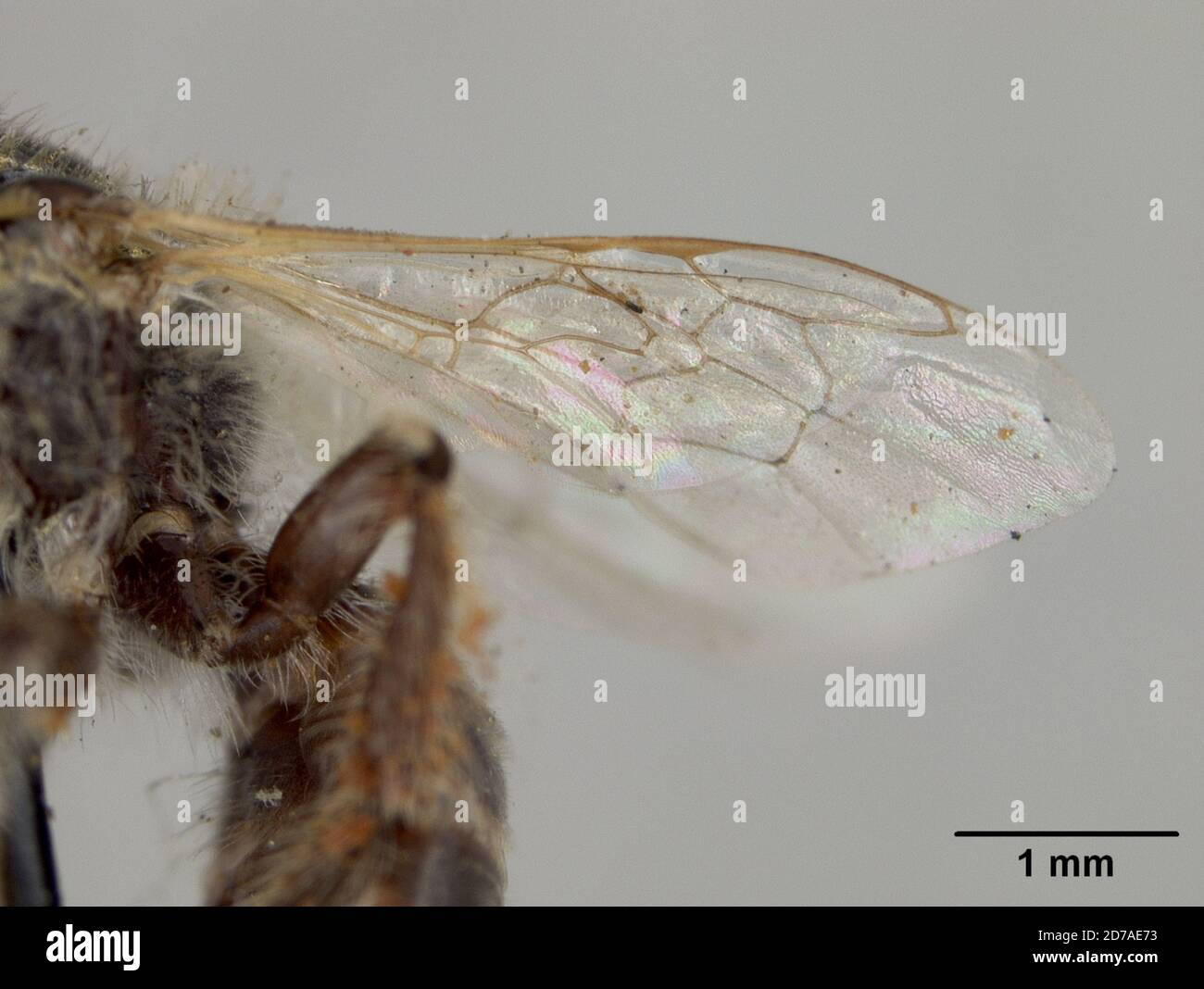 Calliopsis verbenae var nebraskensis crawford hi-res stock photography ...