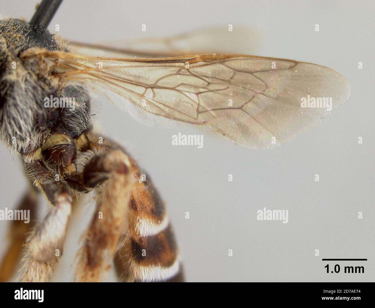 1932 animalia hi-res stock photography and images - Alamy