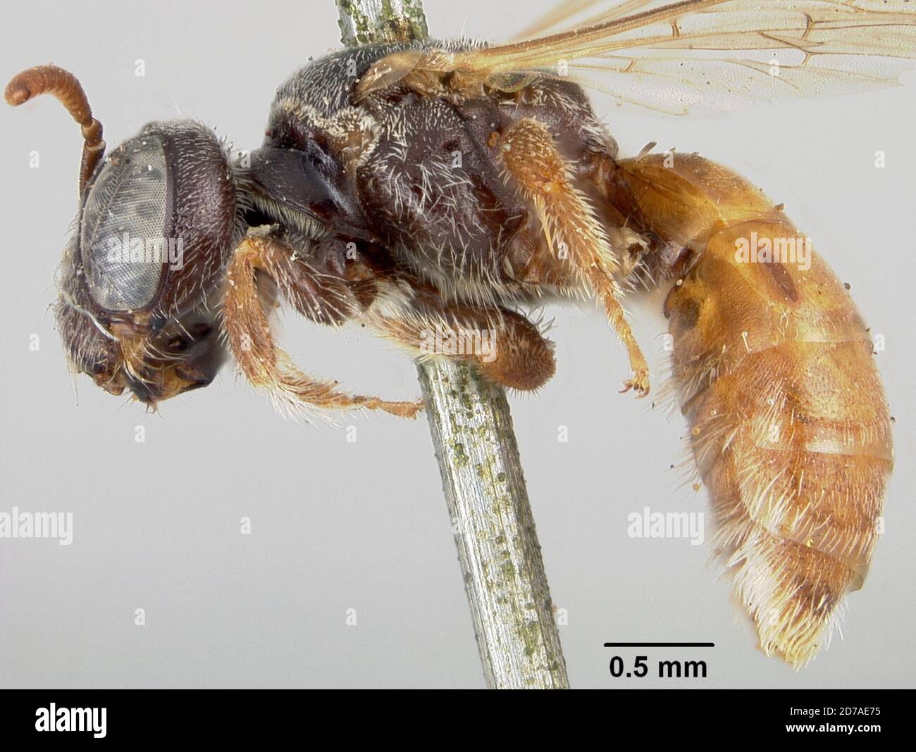 Panurginus callurus cockerell hi-res stock photography and images - Alamy