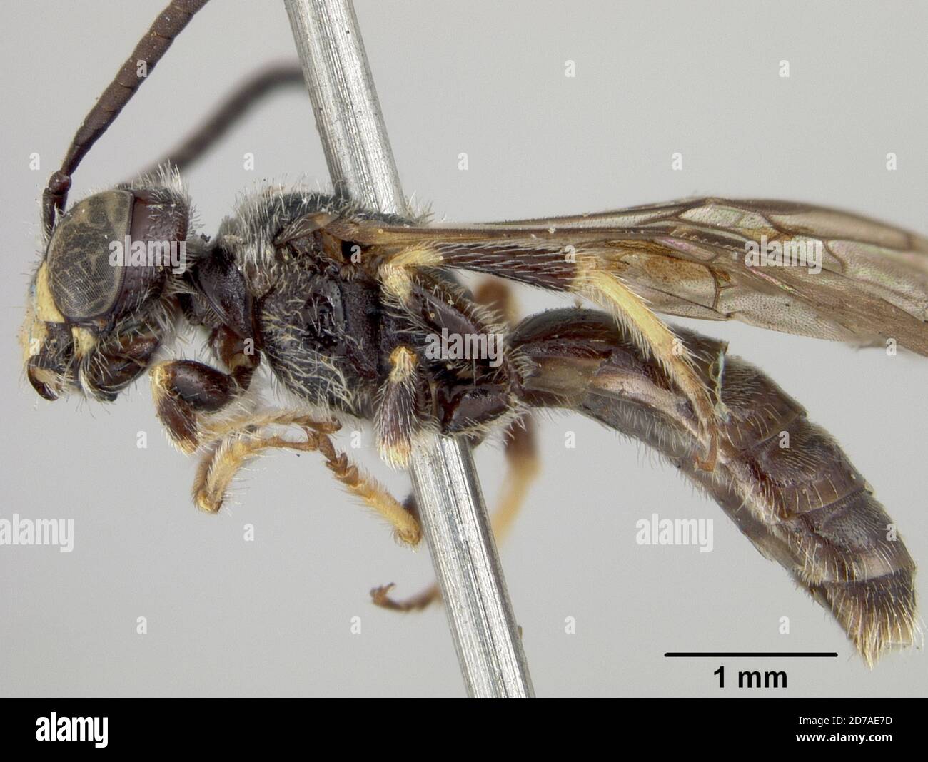 Panurginus planatus cockerell hi-res stock photography and images - Alamy