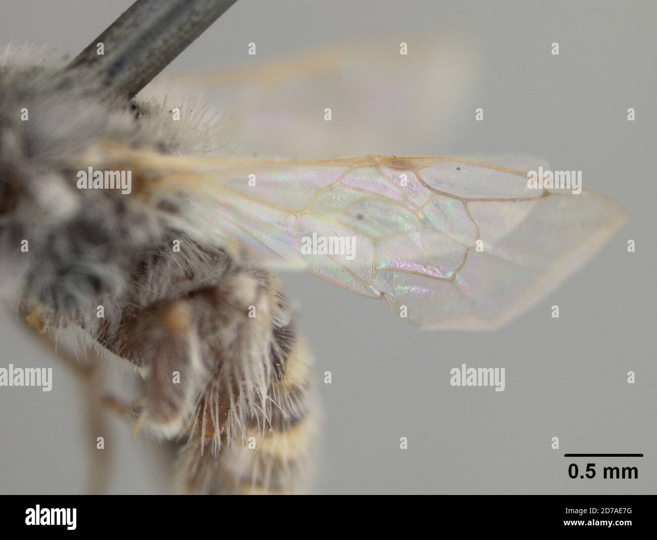 Calliopsis meliloti cockerell hi-res stock photography and images - Alamy