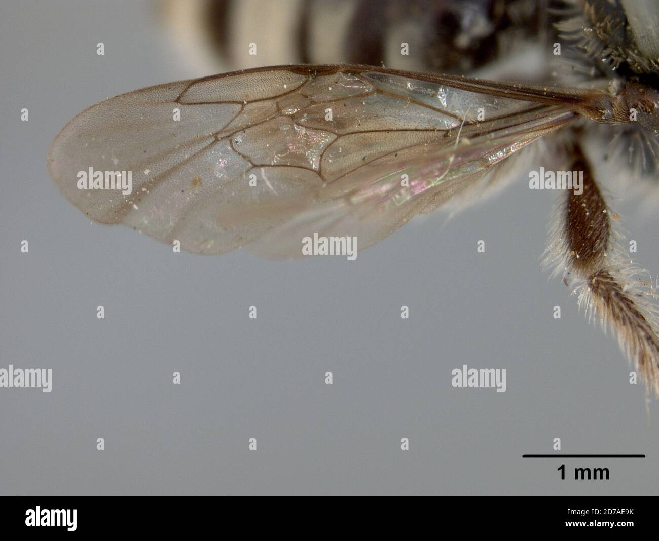 Exomalopsis albovittata cockerell hi-res stock photography and images ...