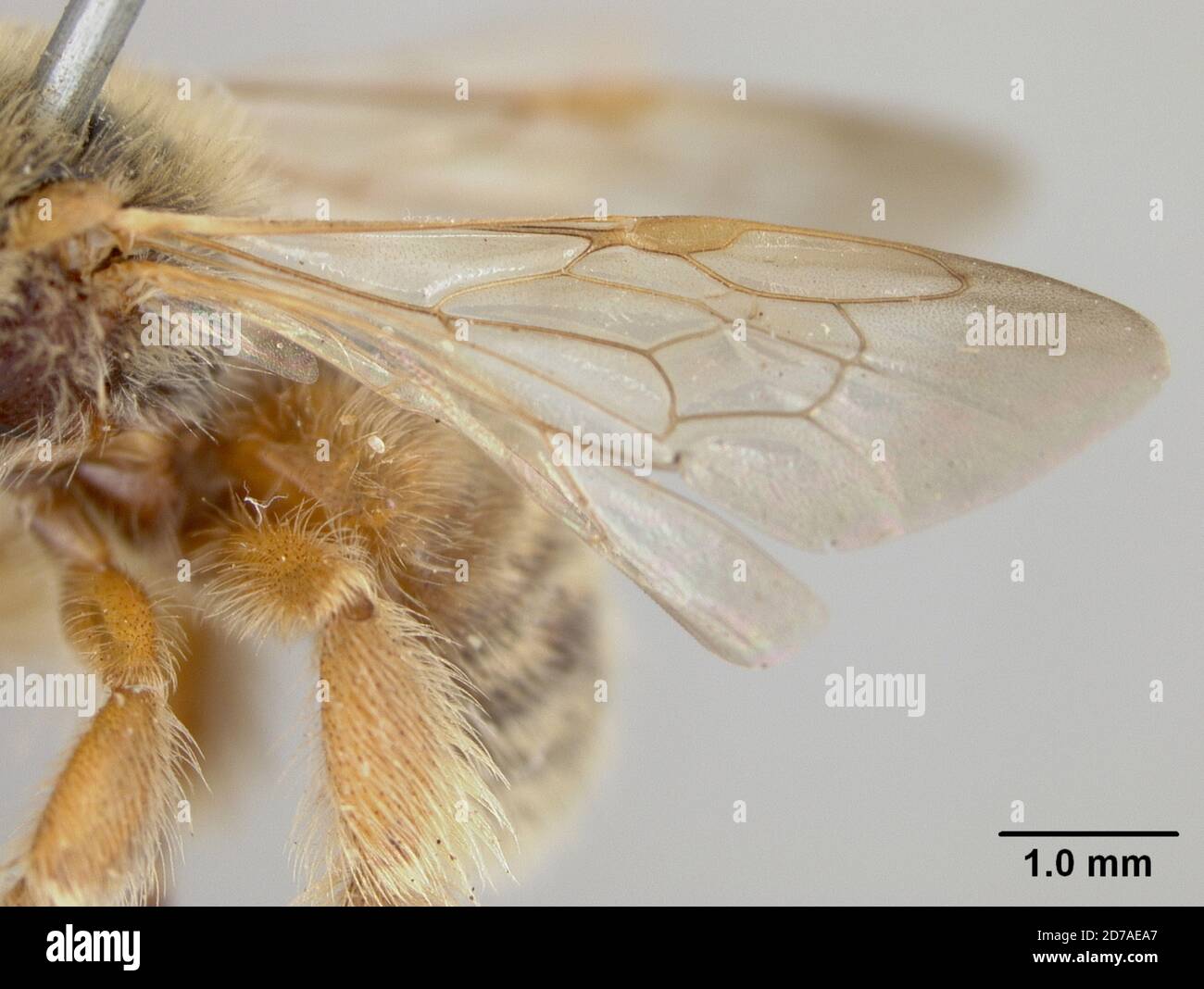 Pinned, Brownsville, Cameron, Texas, United States, Exomalopsis snowi ...