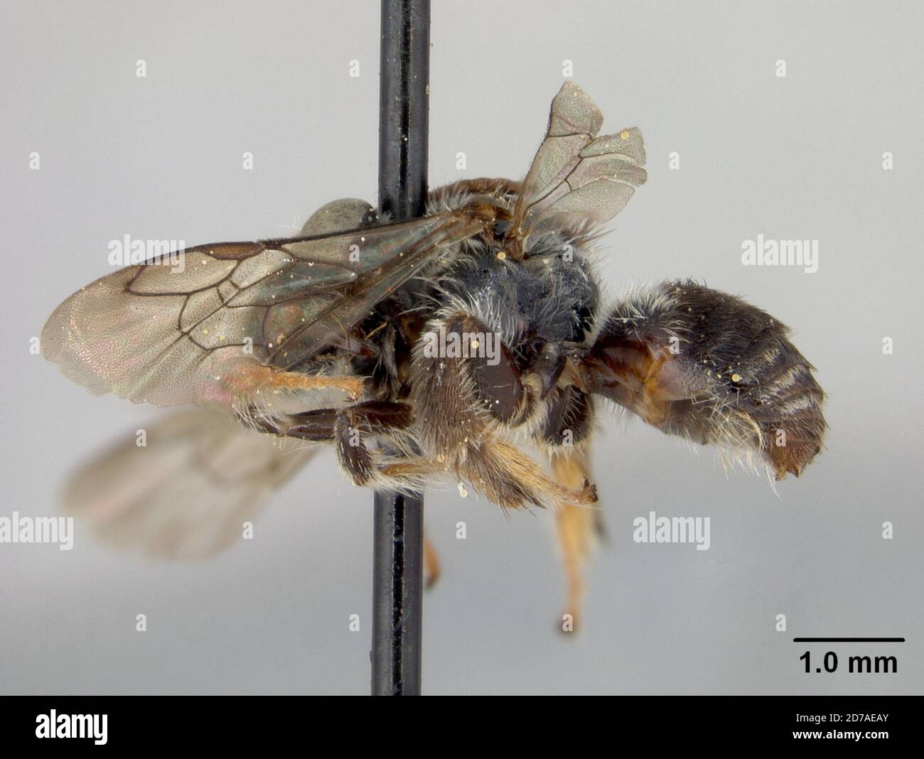 Pinned, Saint Vincent, Saint Vincent and the Grenadines, Exomalopsis ...