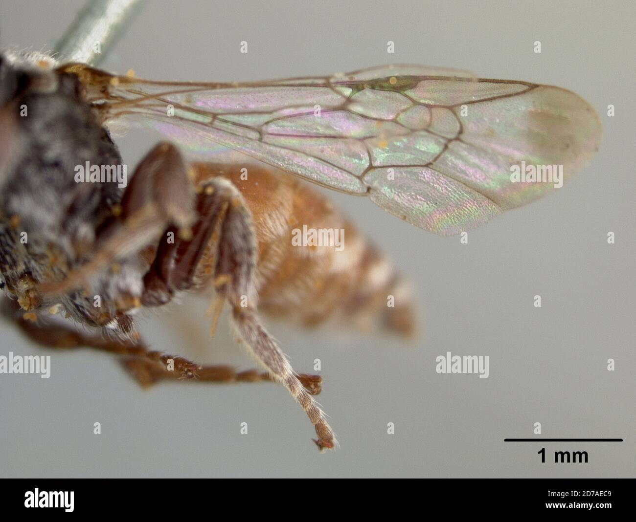 Nomada pernigra var sidaefloris cockerell hi-res stock photography and ...