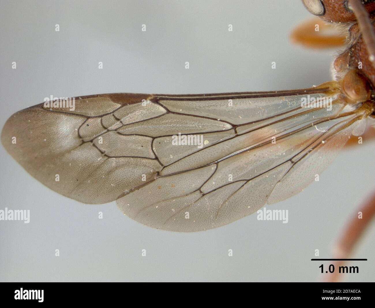 Highlands Hammock State Park, Highlands, Florida, United States, Nomada ...