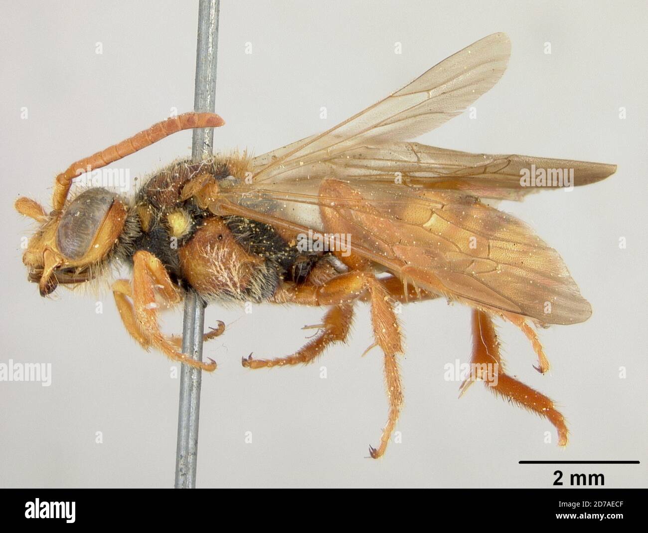 Nomada alpha cockerell hi-res stock photography and images - Alamy