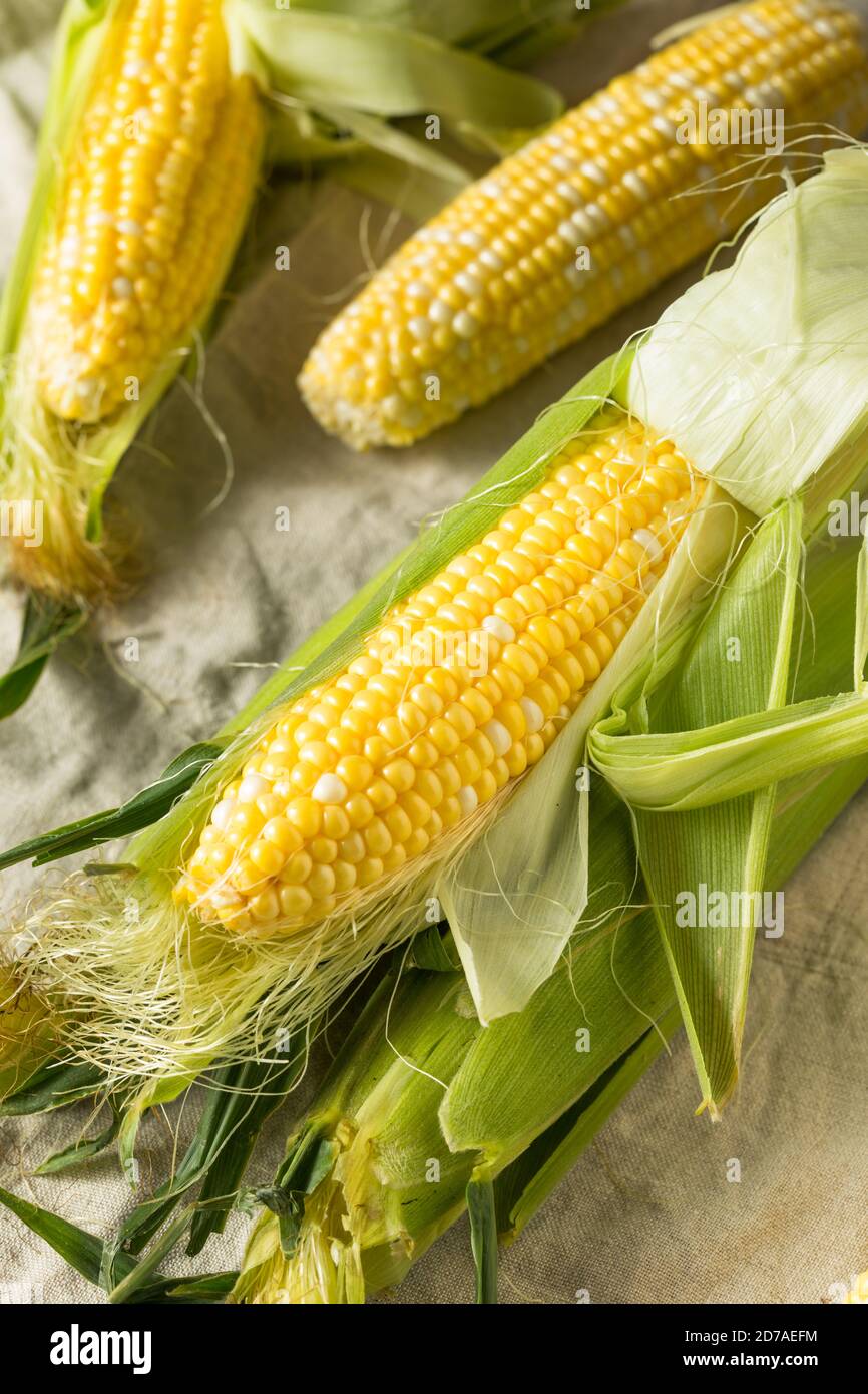 Raw Organic Sweet Corn on the Cob Ready to Cook Stock Photo - Alamy