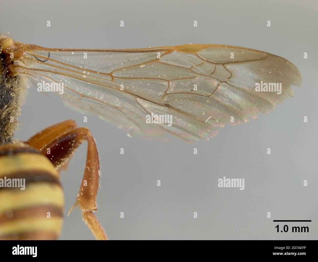 Ednae cockerell hi-res stock photography and images - Alamy