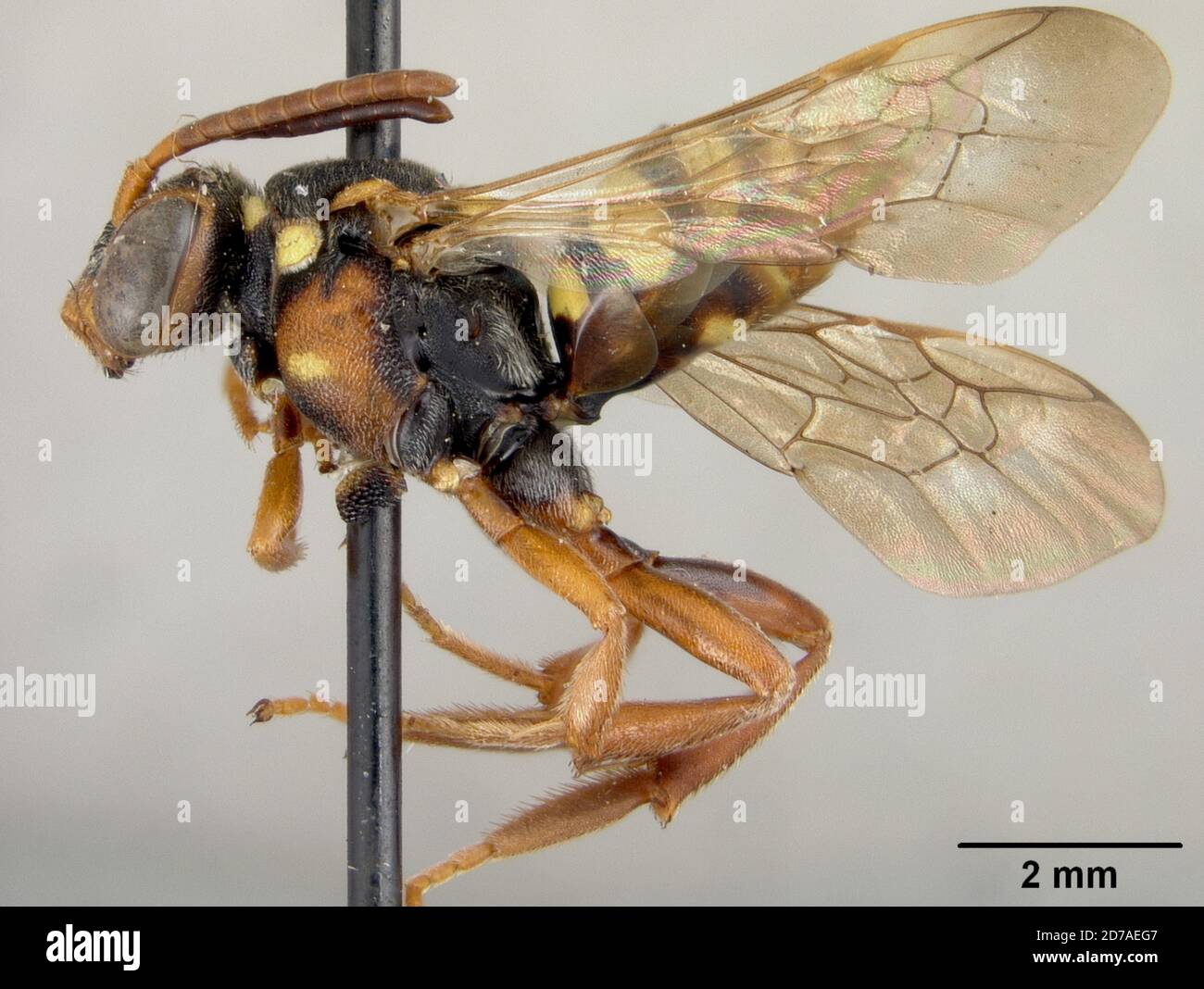 Nomada bohartorum moalif hi-res stock photography and images - Alamy