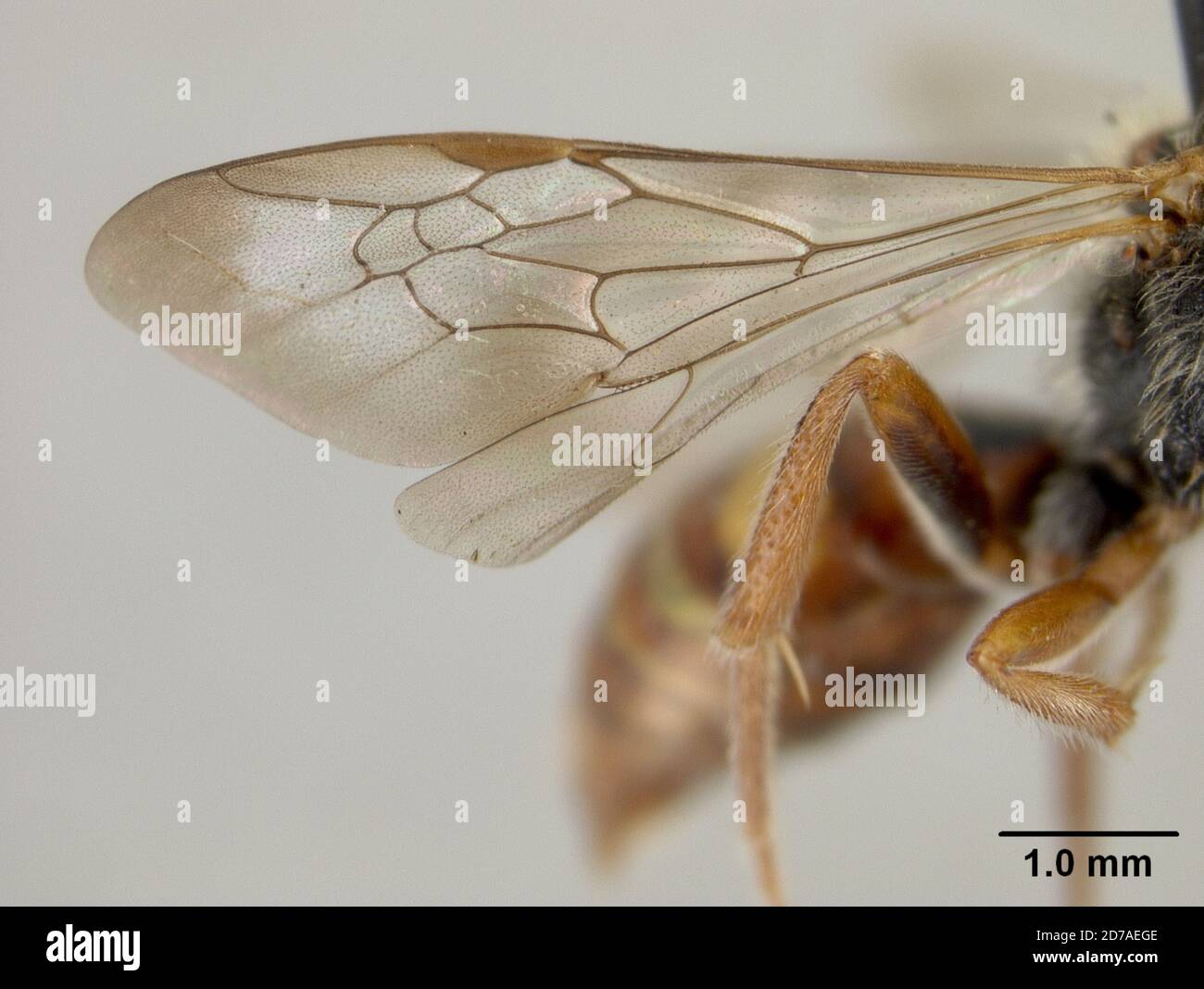 Pinned, Newaygo, Michigan, United States, Nomada dreisbachi Mitchell ...