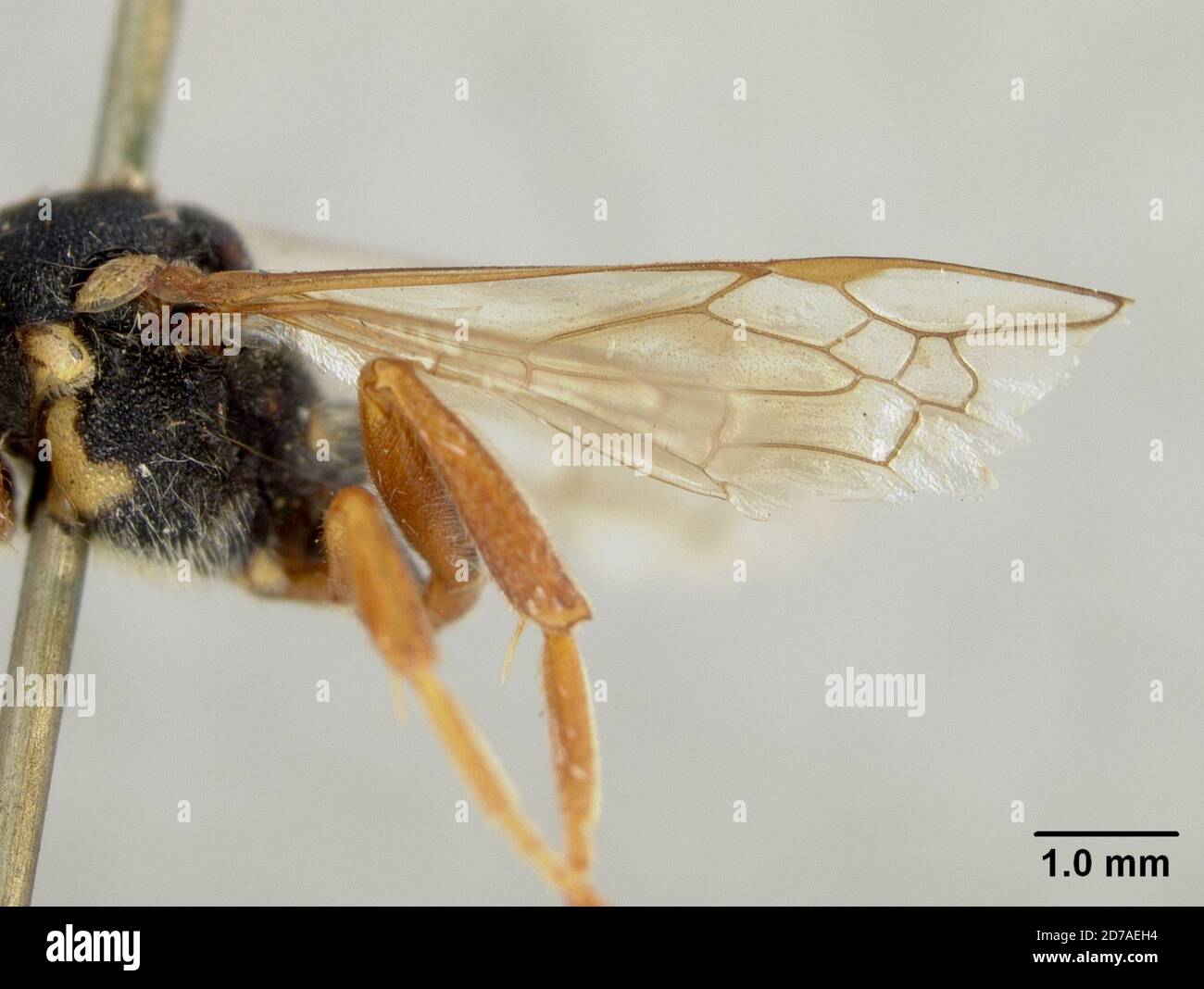 Nomada gillettei cockerell hi-res stock photography and images - Alamy