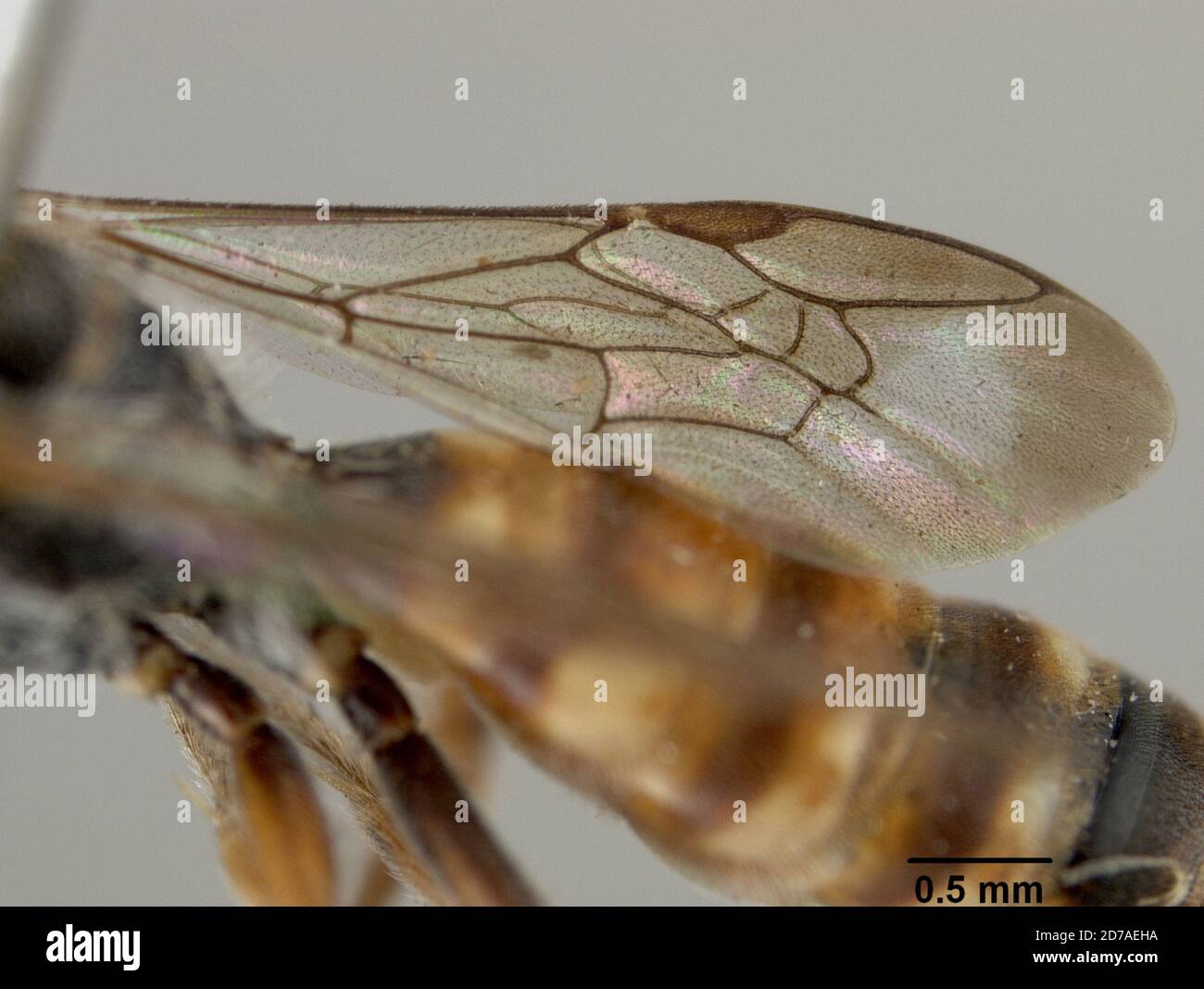 Pinned, Claremont, Los Angeles, California, United States, Nomada ...