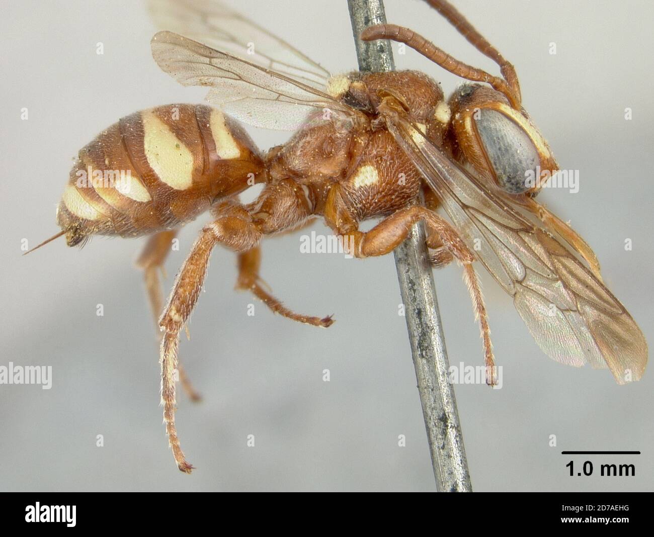 Nomada gutierreziae cockerell hi-res stock photography and images - Alamy