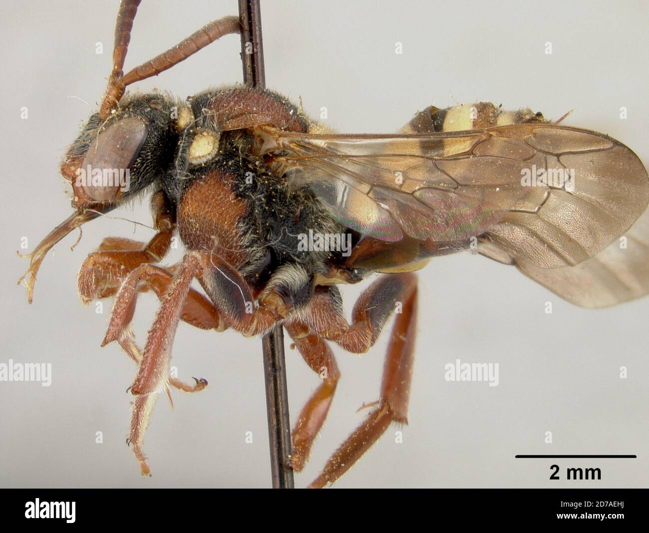 Wheeleri engelmanniae cockerell hi-res stock photography and images - Alamy