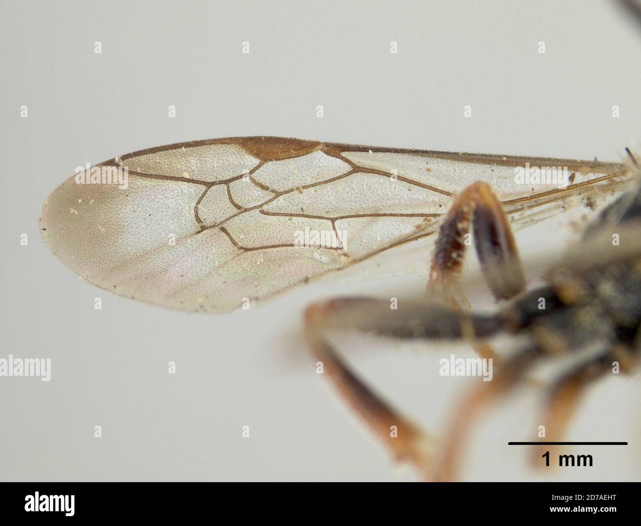 Pinned, Harima, Japan, Nomada harimensis Cockerell, 1914, Animalia ...