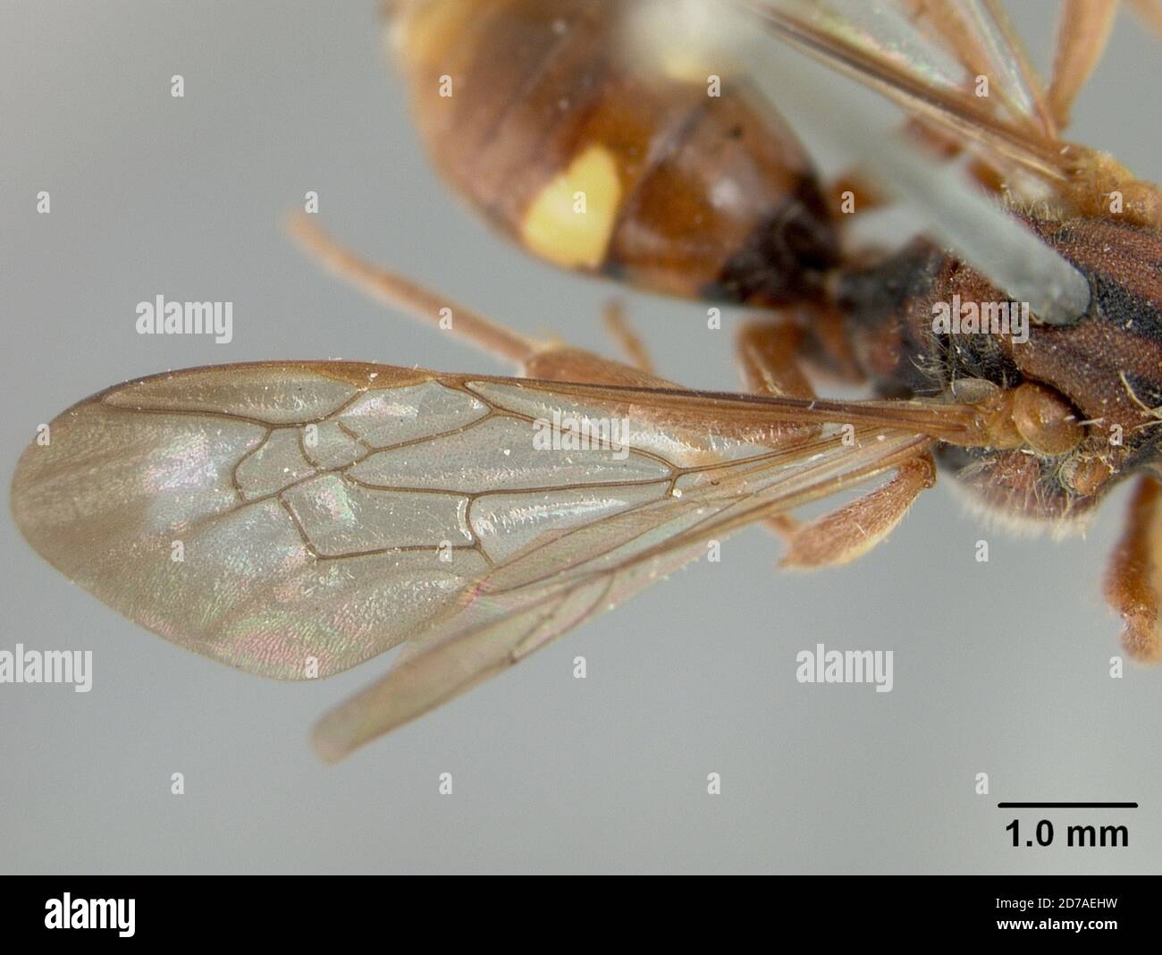 1911 animalia hi-res stock photography and images - Alamy