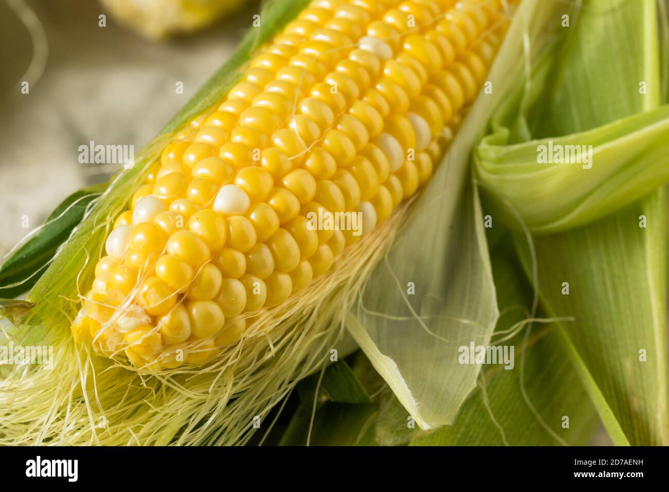 Raw Organic Sweet Corn on the Cob Ready to Cook Stock Photo - Alamy