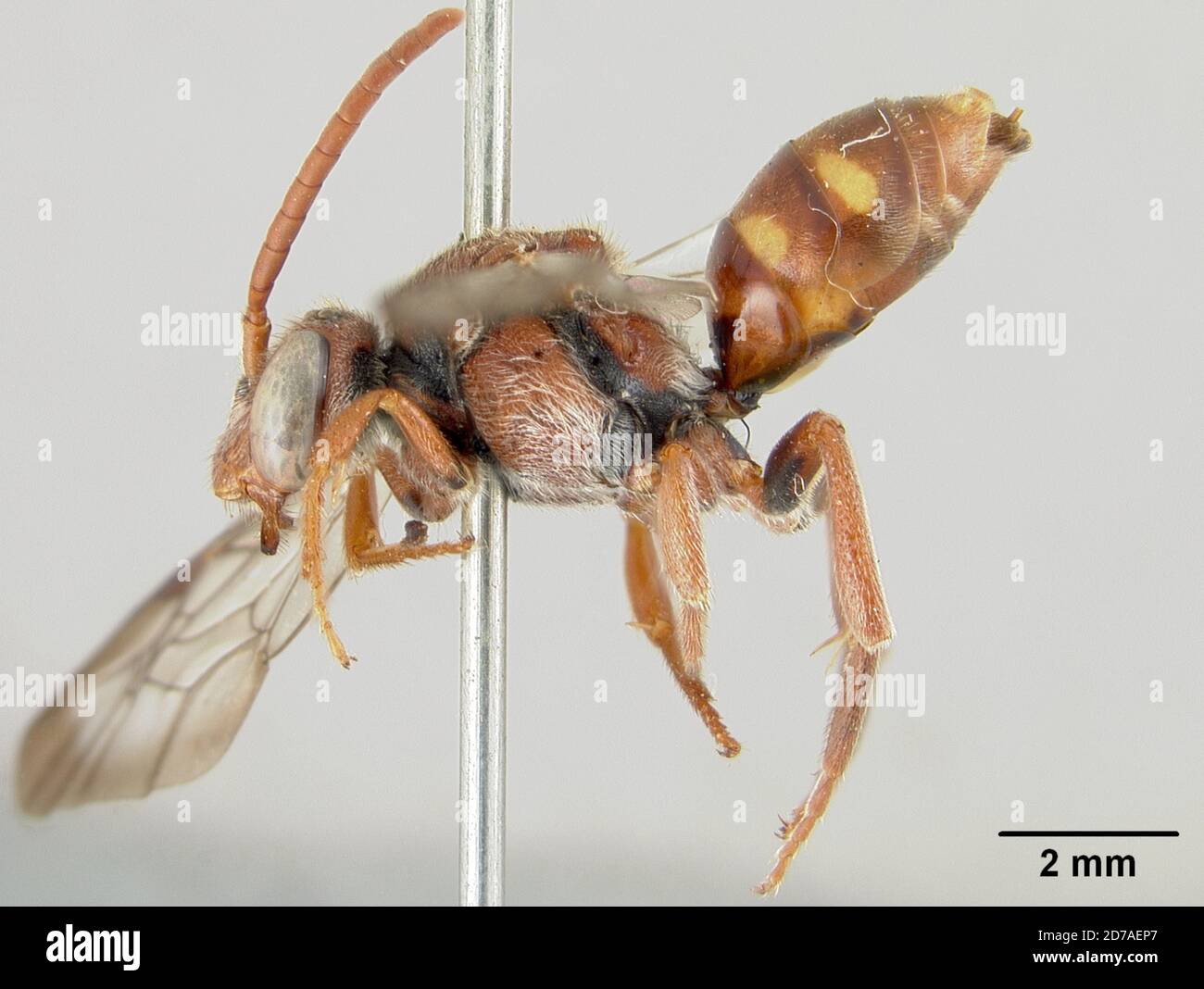 Nomada mera cockerell hi-res stock photography and images - Alamy