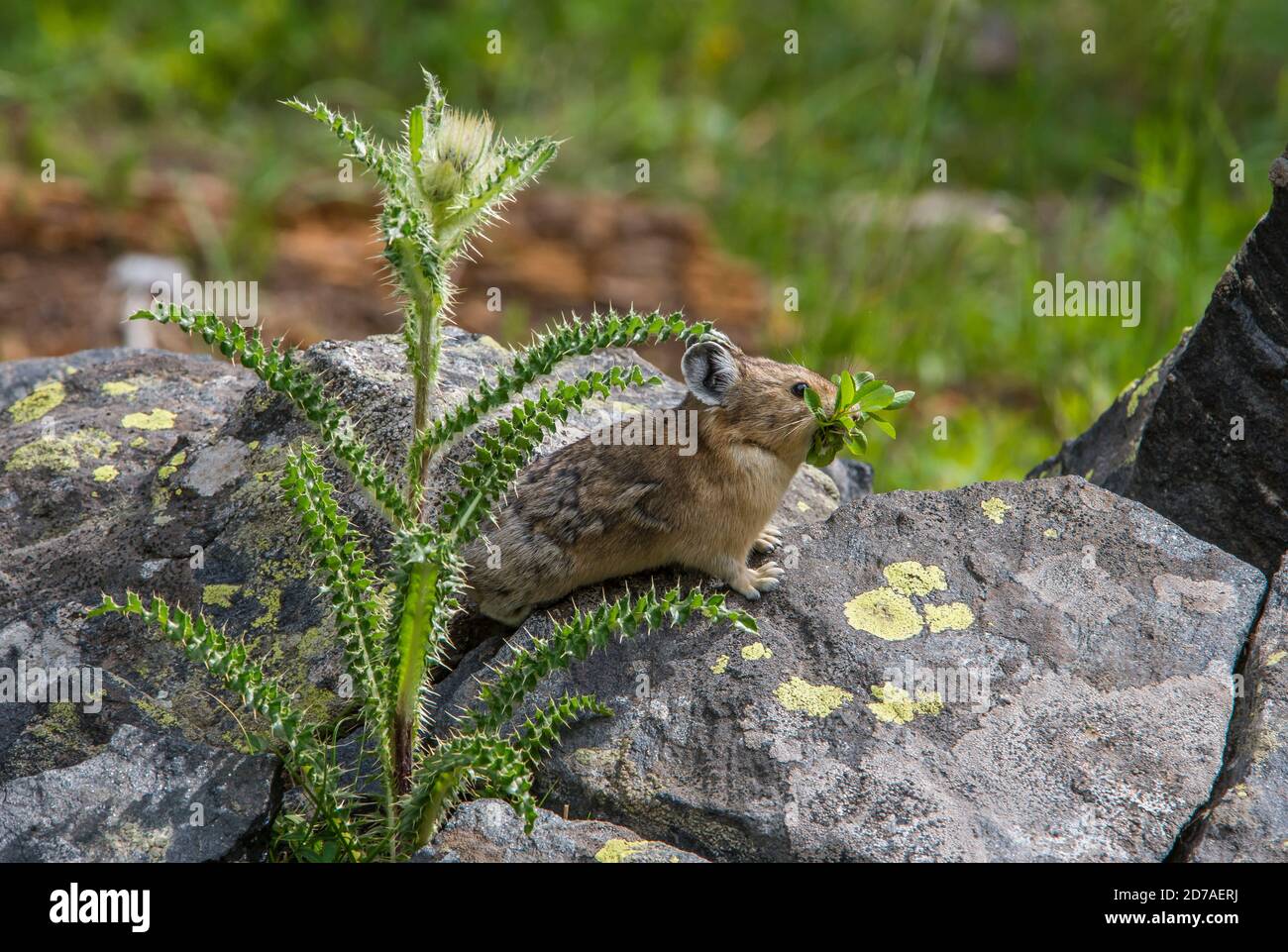 American pika rocky mountains colorado hi-res stock photography and ...