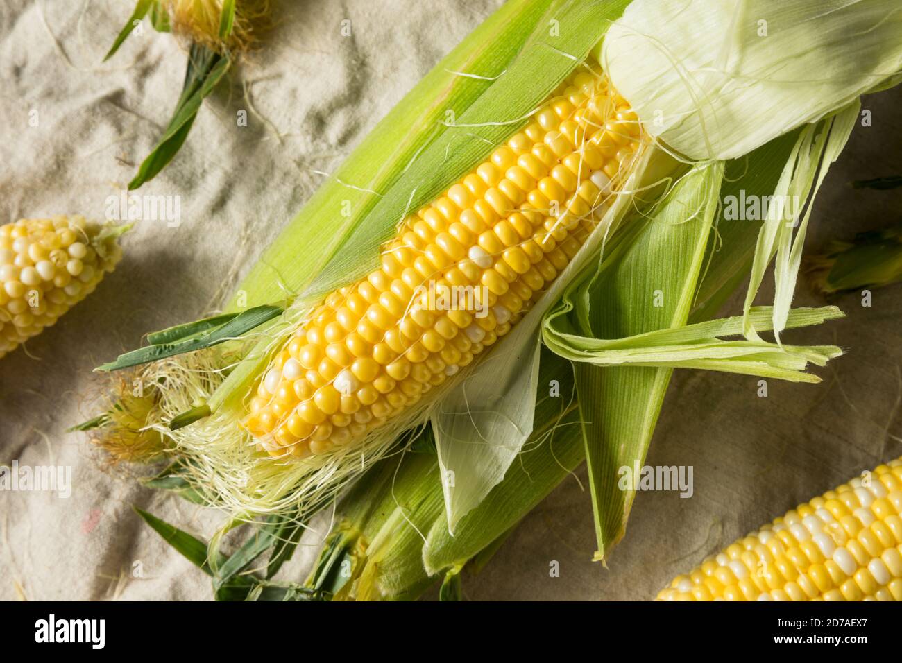 Raw Organic Sweet Corn on the Cob Ready to Cook Stock Photo - Alamy