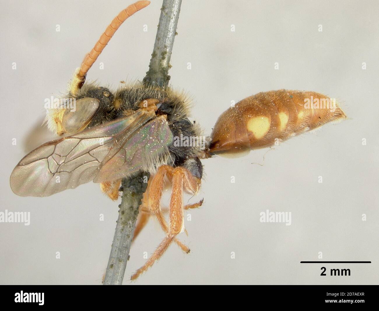 Pinned, California, United States, Nomada (Nomada) subvicinalis ...