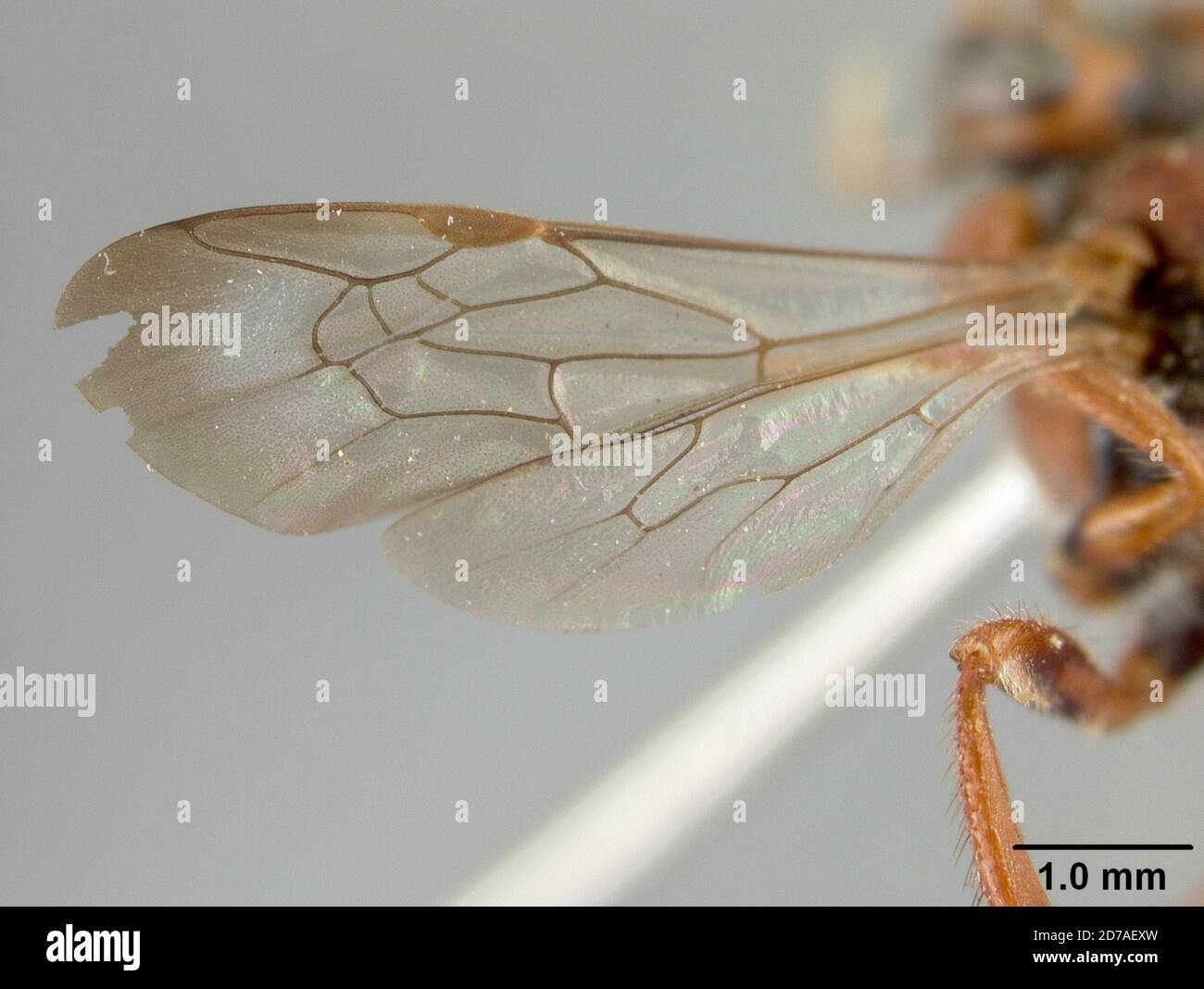 Pinned, Troublesome, Grand, Colorado, United States, Nomada vexator ...