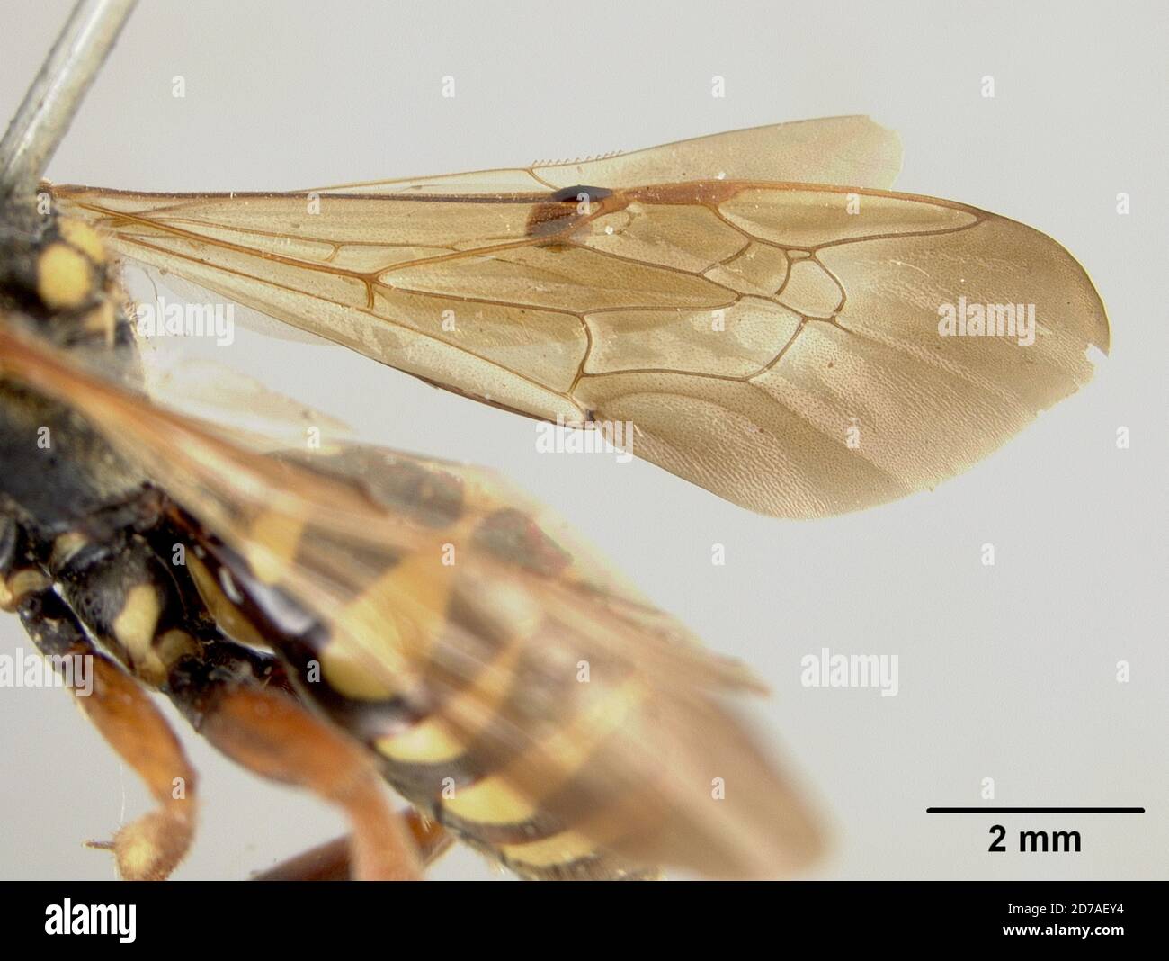 Pinned, Mex., Mexico, Nomada (Holonomada) suffossa Cockerell, 1922 ...