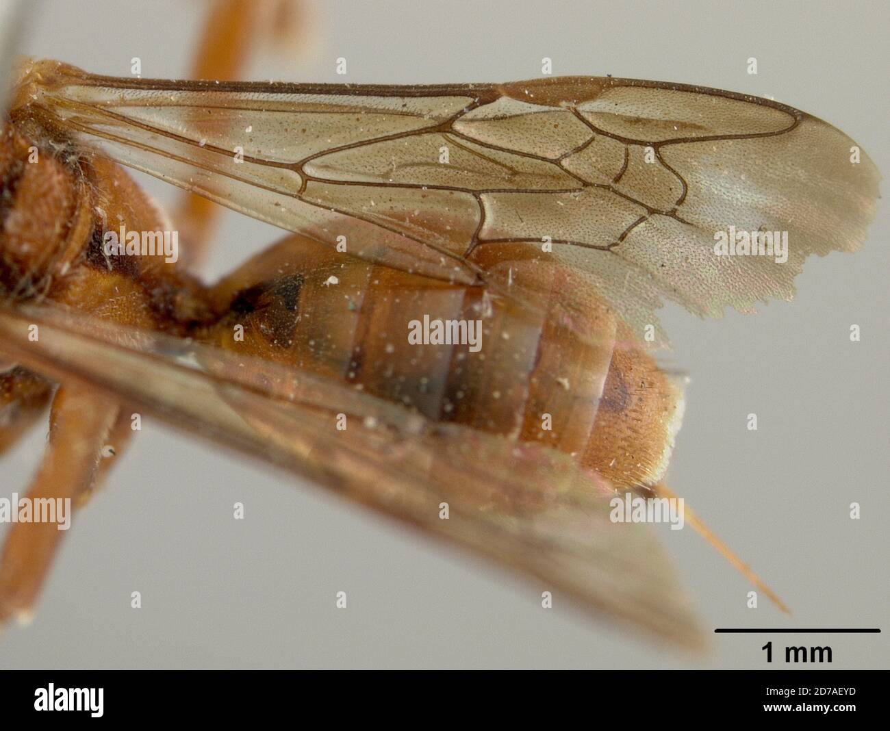 Tintinnabulum cockerell hi-res stock photography and images - Alamy
