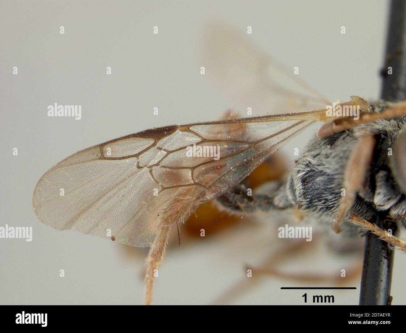 Pasites indicus cockerell hi-res stock photography and images - Alamy