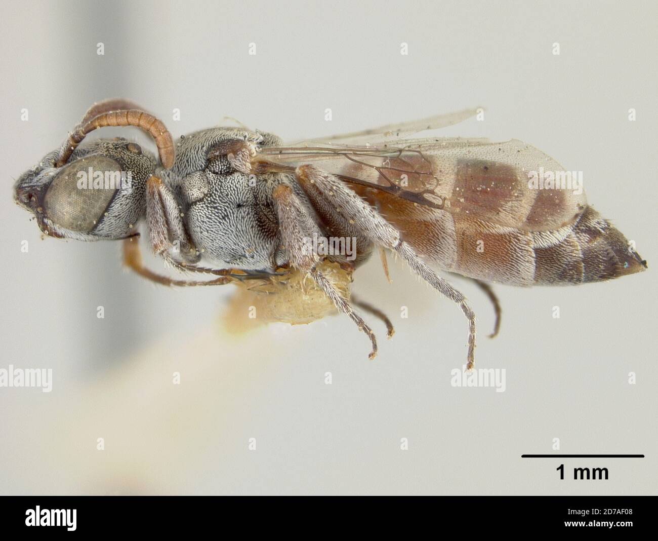 Cotulla hi-res stock photography and images - Alamy