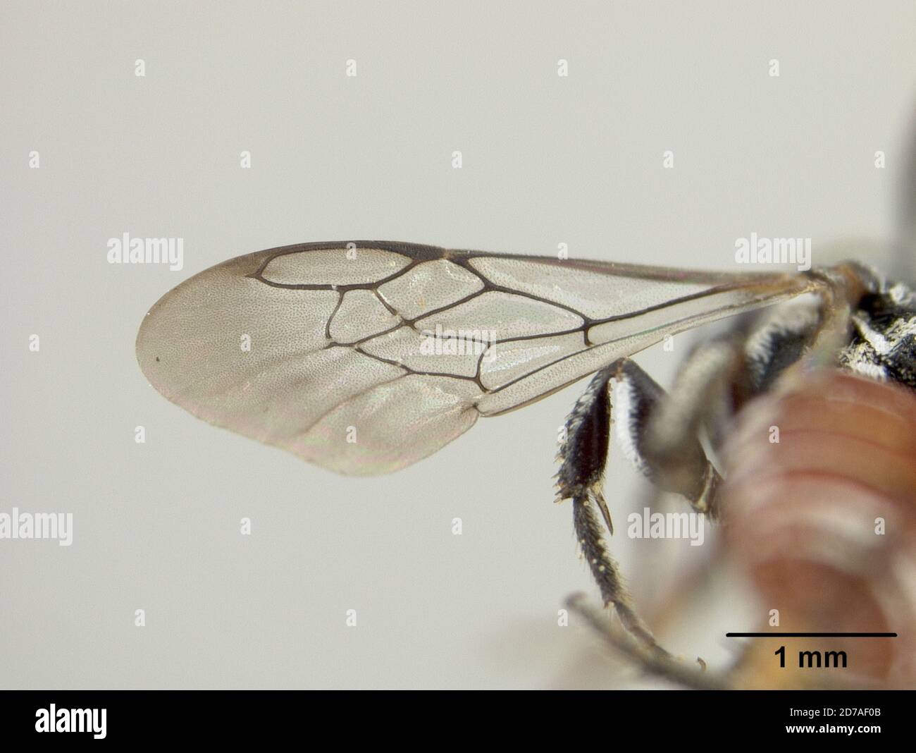 Holcopasites ruthae cooper hi-res stock photography and images - Alamy