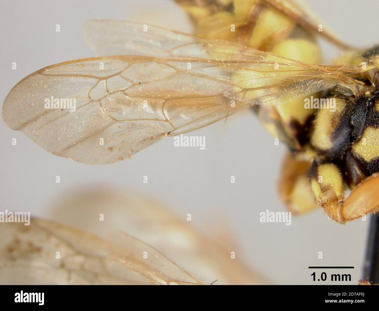 1988 animalia hi-res stock photography and images - Alamy