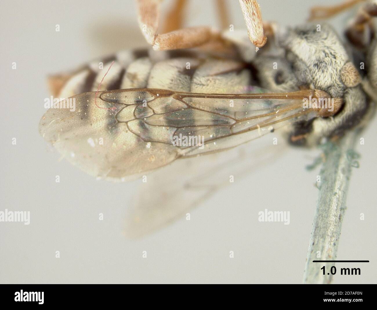 Epeolus beulahensis cockerell hi-res stock photography and images - Alamy