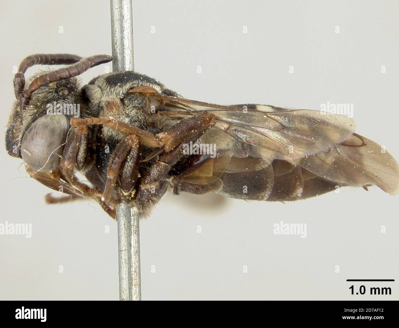 Pinned, Los Angeles, California, United States, Epeolus asperatus ...