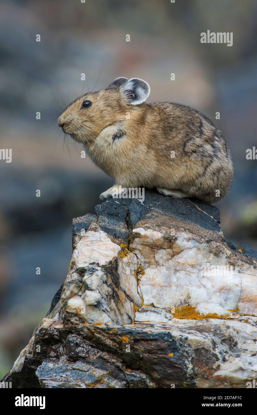 American Pika, sunning on rock, Rocky Mountains, Colorado, USA, by ...